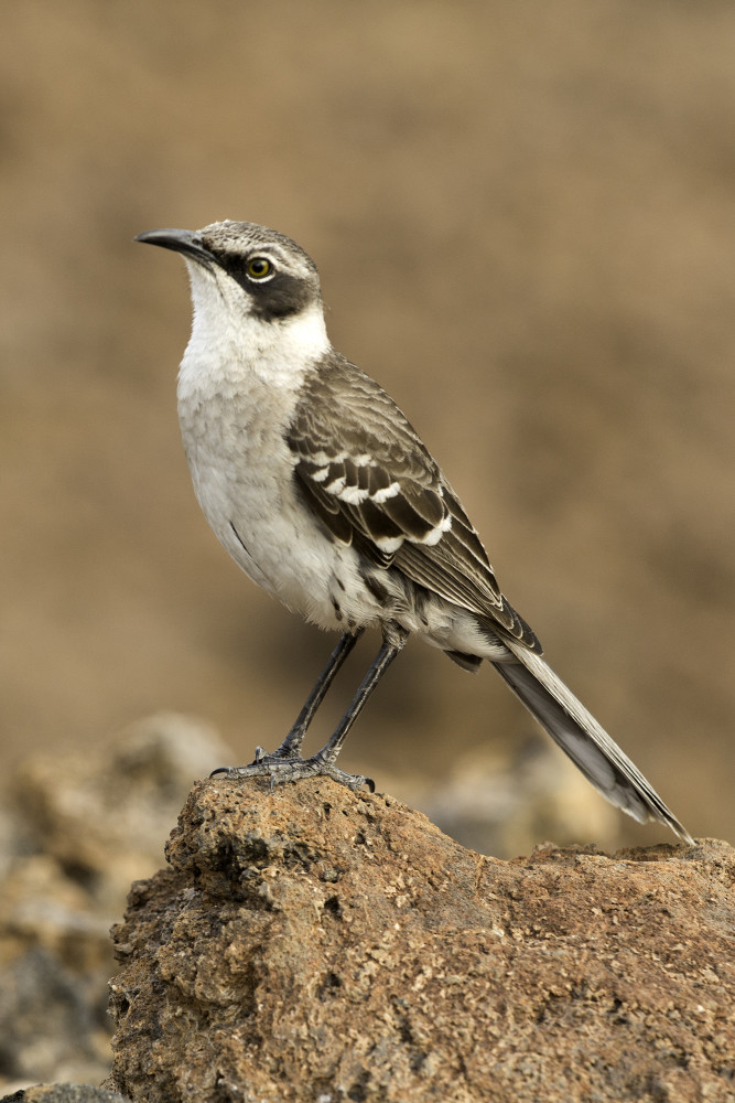 Robert Bush Photography ( Galapagos Mockingbird )