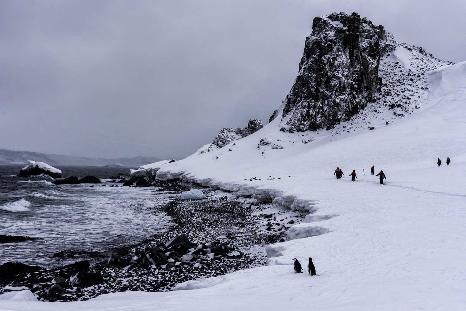 Robert Bush Photography ( Half Moon Island, South Shetland Islands )