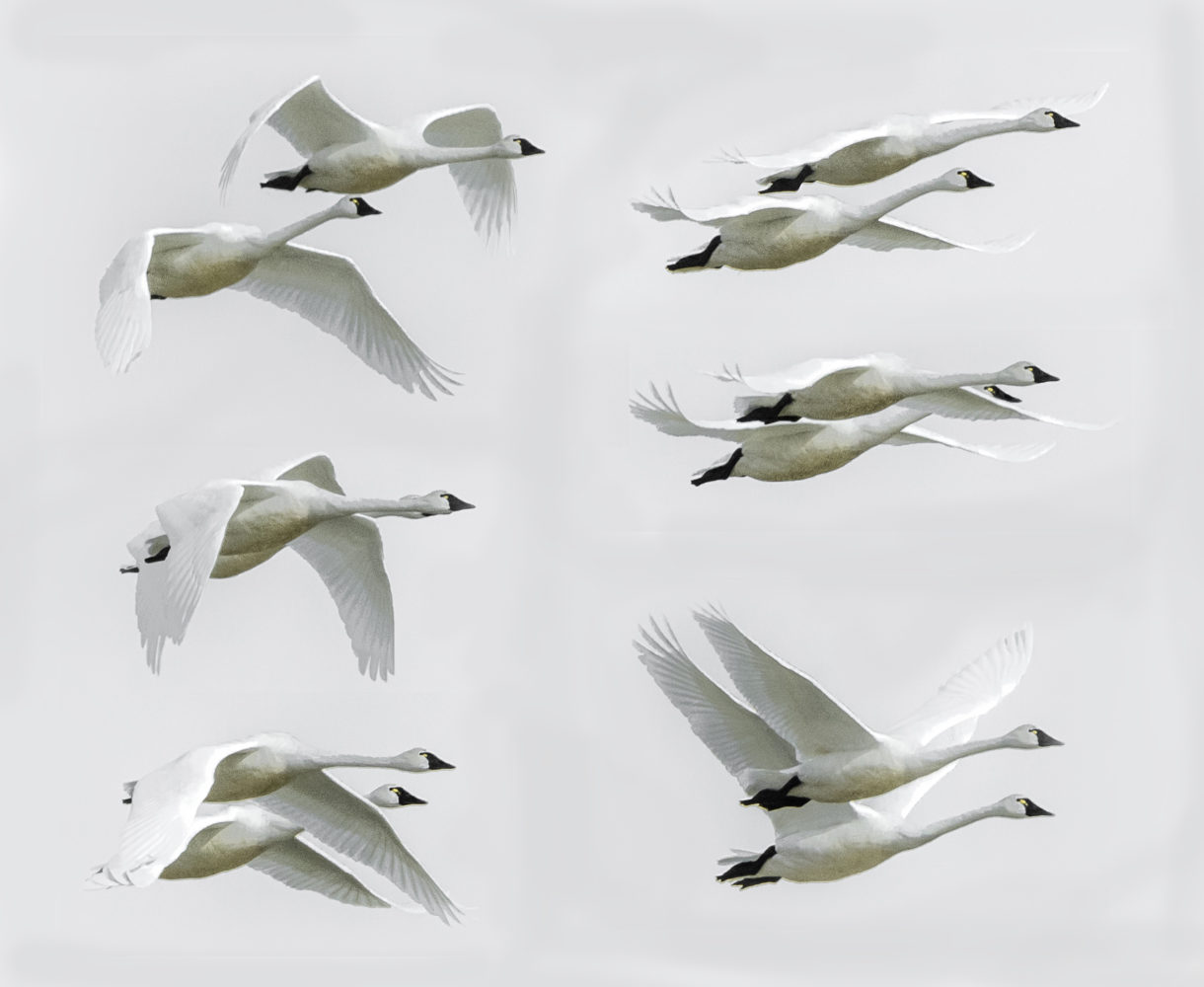 Robert Bush Photography ( Whistling Swan Pair )