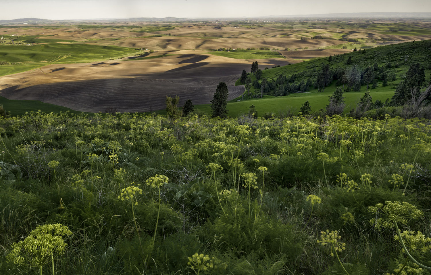 Robert Bush Photography ( Palouse Wildflowers )