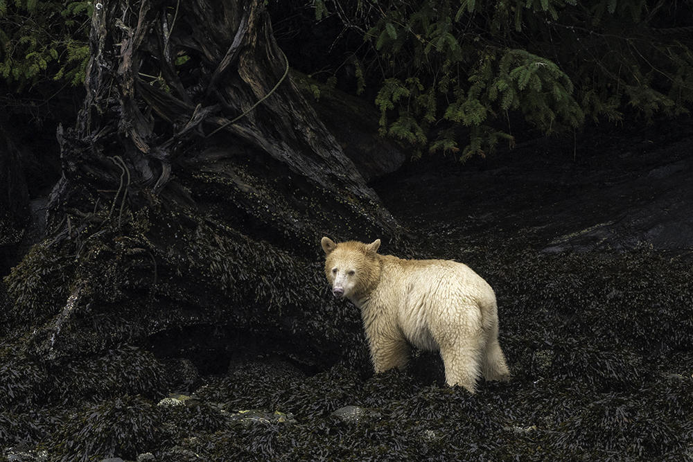 Robert Bush Photography ( Kermode Spirit Bear and Vine Wrapped Tree Trunk )